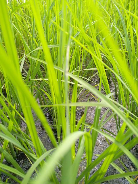 Rice_dataset Classification Model by ricedataset