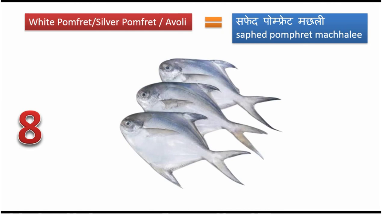 new_random Object Detection Dataset by TiCON Random Fishes