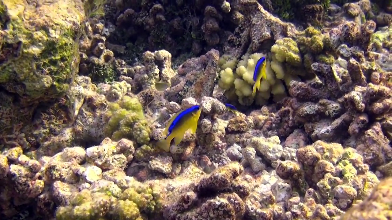 Random Fishes Object Detection Dataset by TiCON Random Fishes