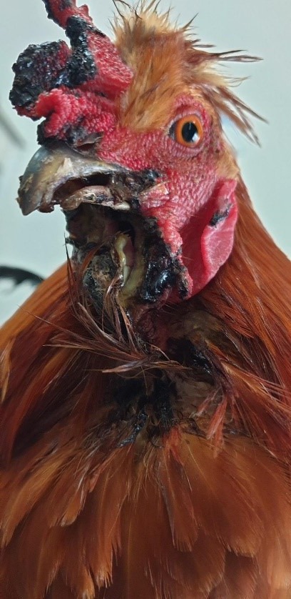 Chicken Detection Object Detection Dataset And Pre Trained Model By