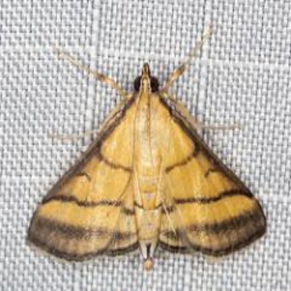 Rice Pest Detection Object Detection Model by Fauzan Rizqi Fajars Workspace