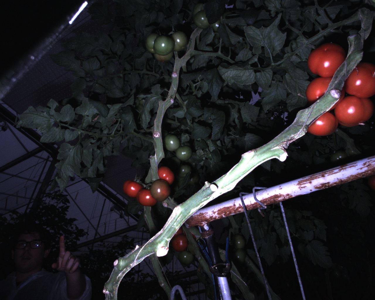 Tomato Object Detection Dataset By Tomato Plants