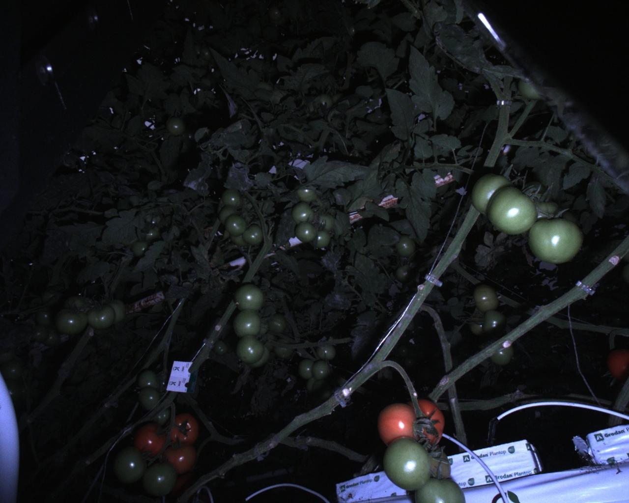 renaming-petiol- Object Detection Dataset by Tomato Plants