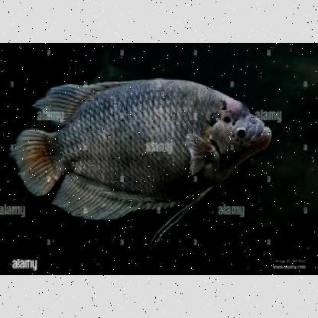 Water Life Detection Object Detection Dataset and Pre-Trained Model by ...