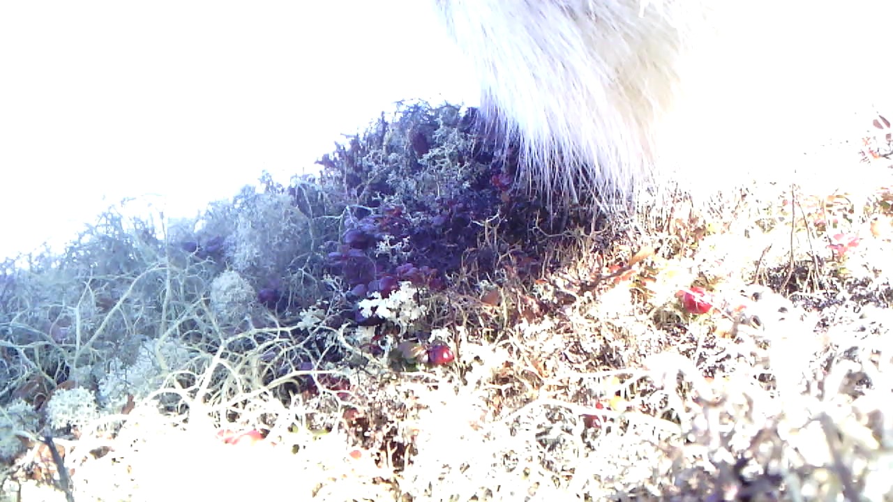 Training_Data_Caribou_Moose_V2 Object Detection Dataset by DataUL
