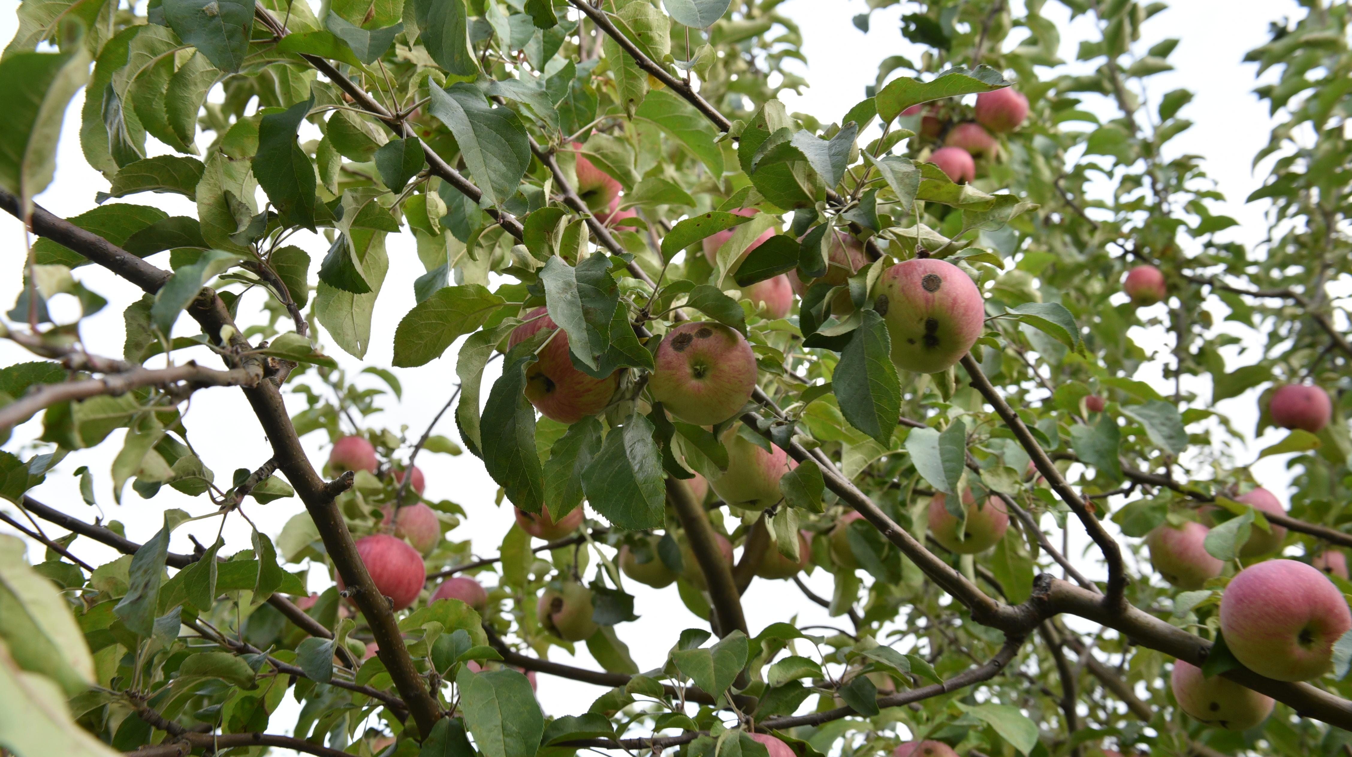 apples Object Detection Dataset and Pre-Trained Model by kursach