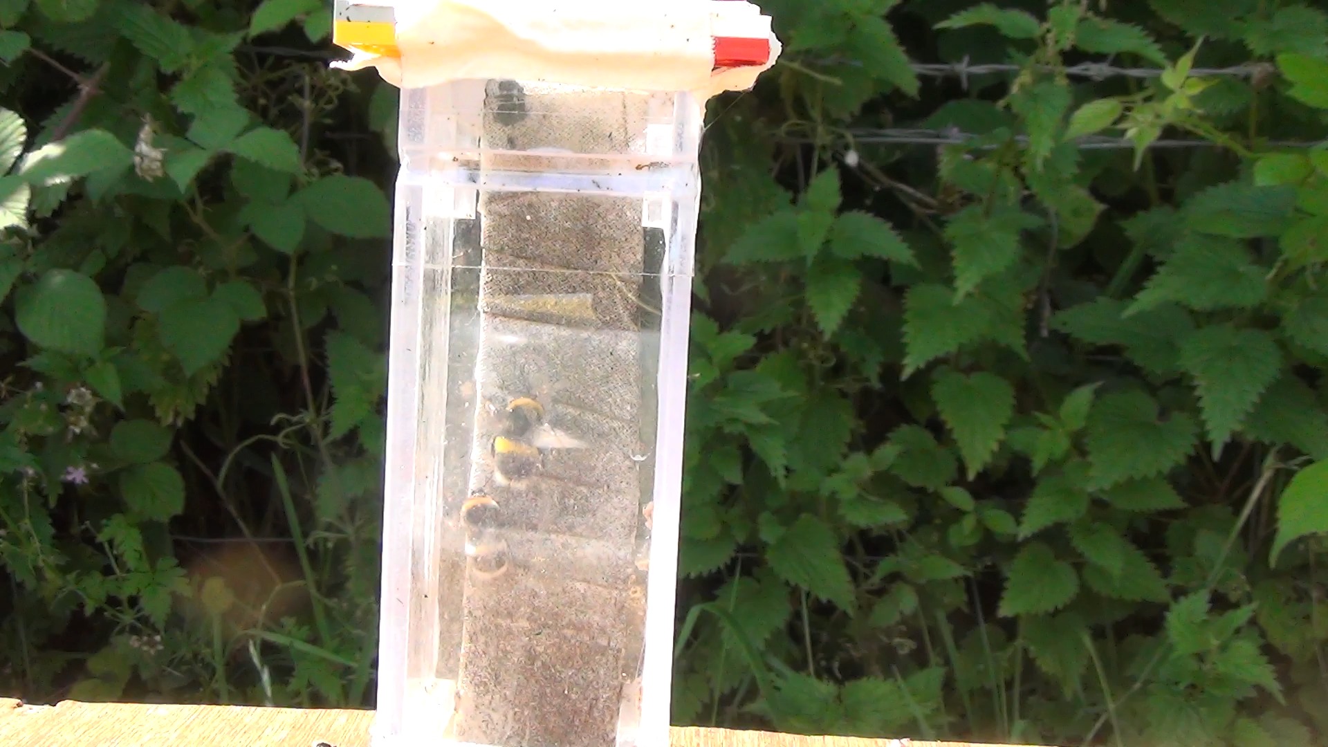 behaviours Object Detection Dataset and Pre-Trained Model by Bee behaviour