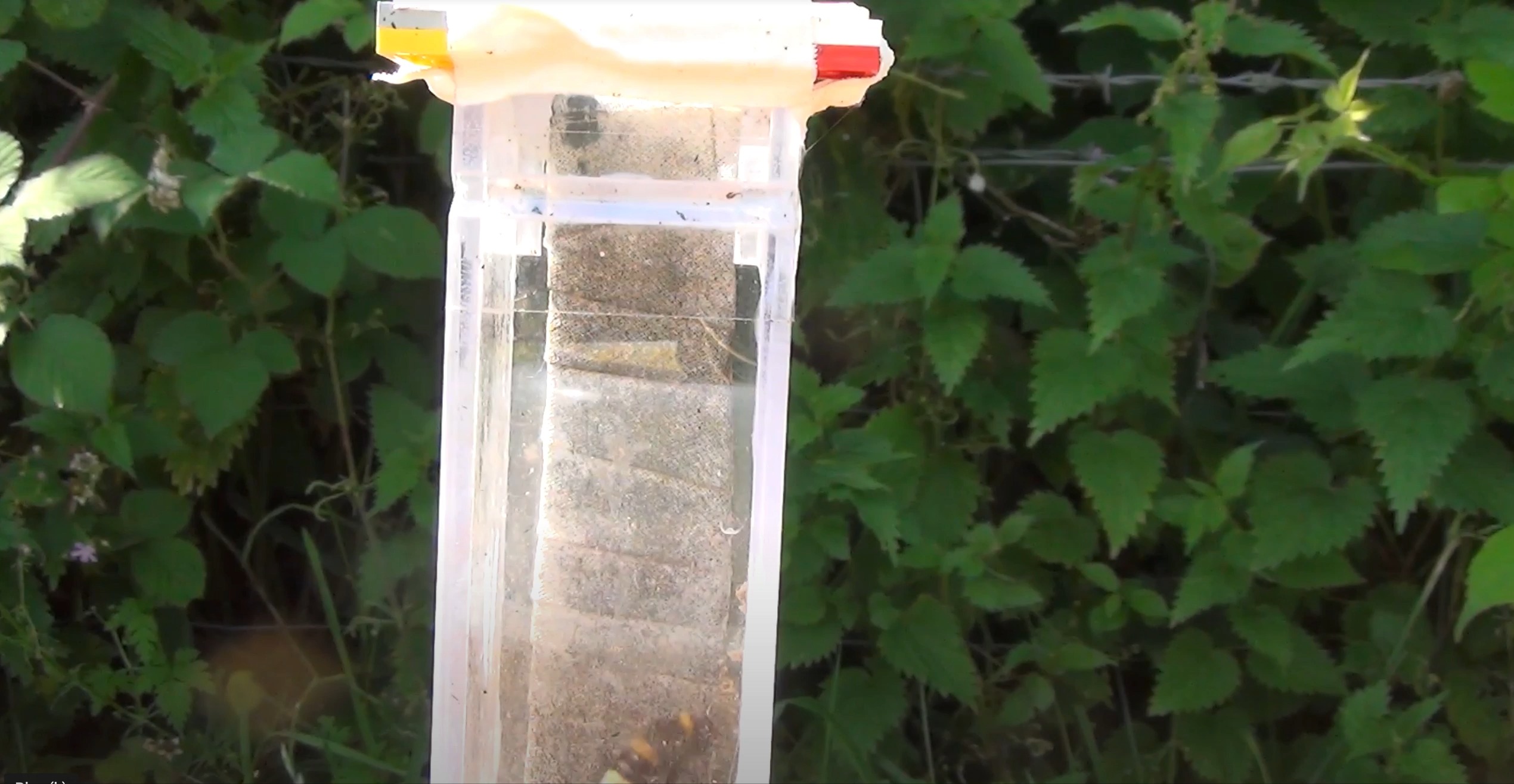 Bumblebee Wing Detection Instance Segmentation Dataset and Pre-Trained ...