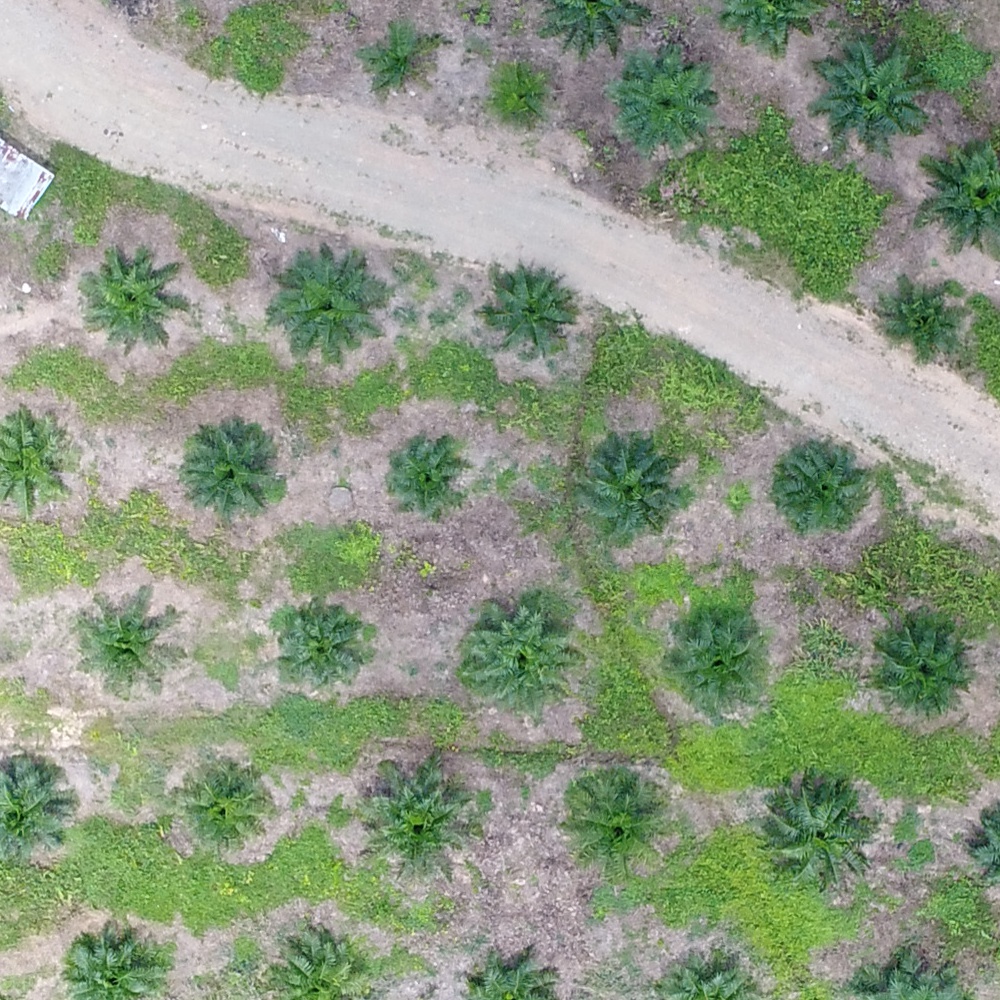 Oil Palm Detection Object Detection Dataset By Oil Palm