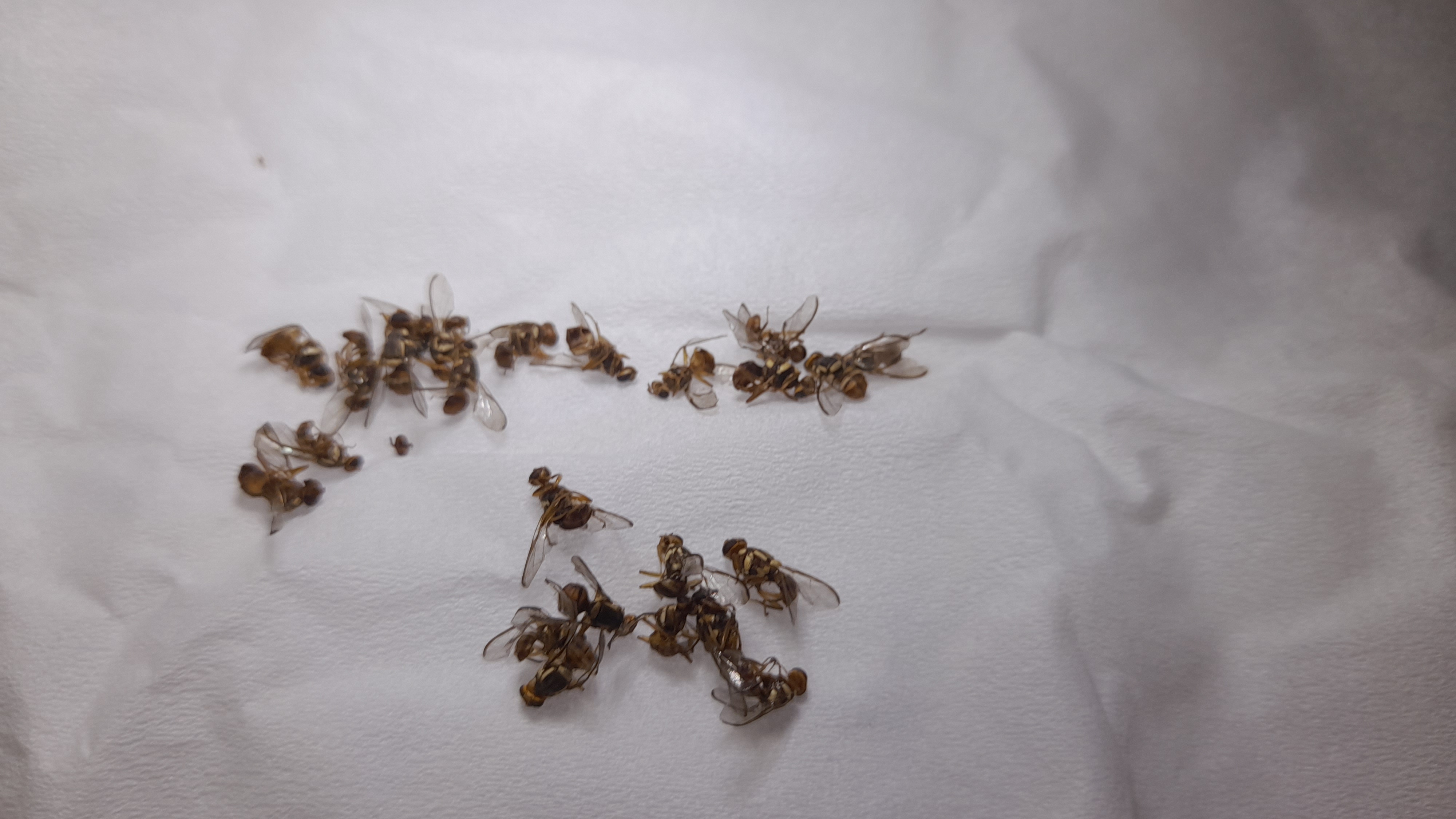 Handri Object Detection Dataset by Batch 10