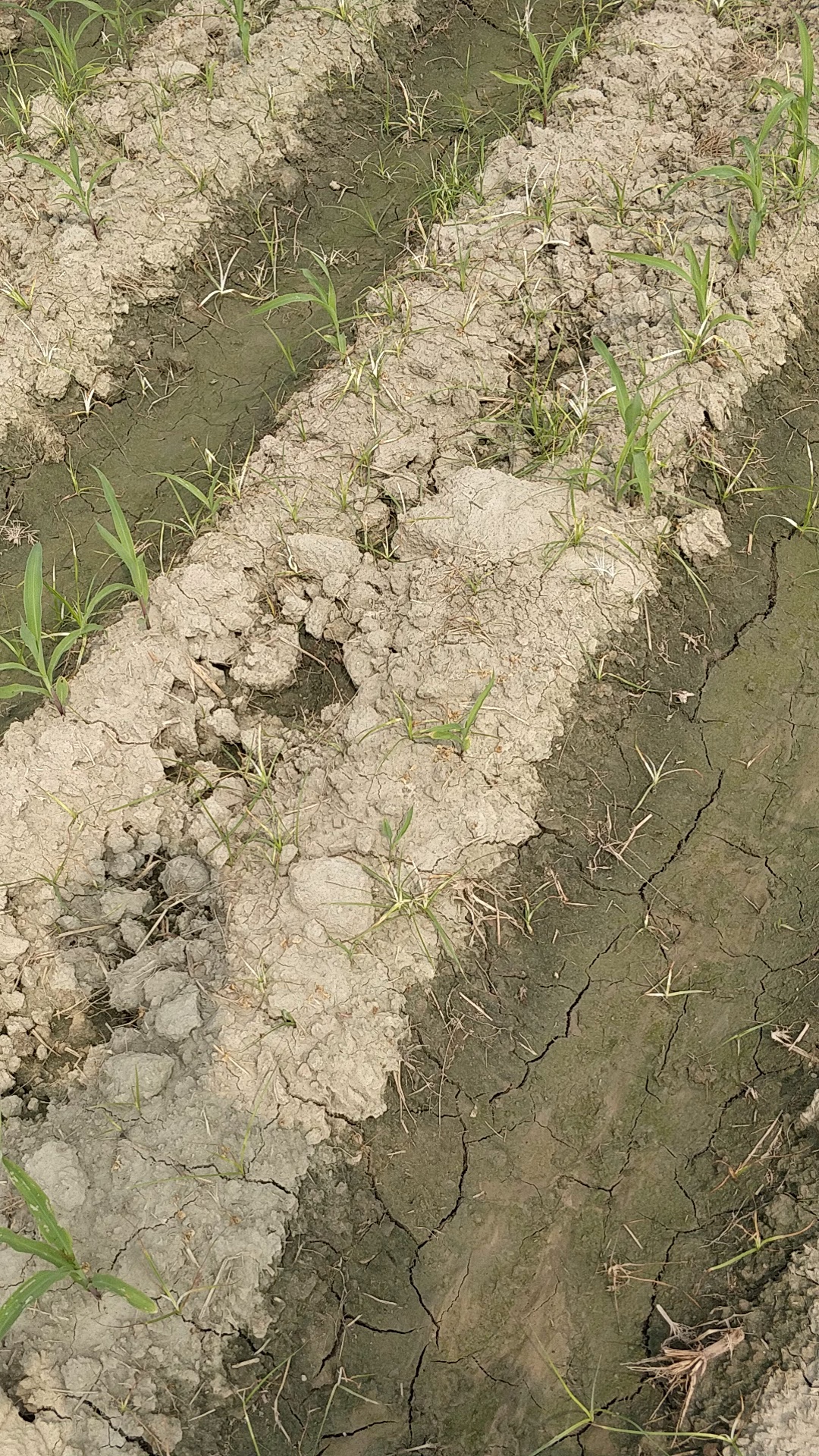 Corn Detection2 - Roboflow Universe