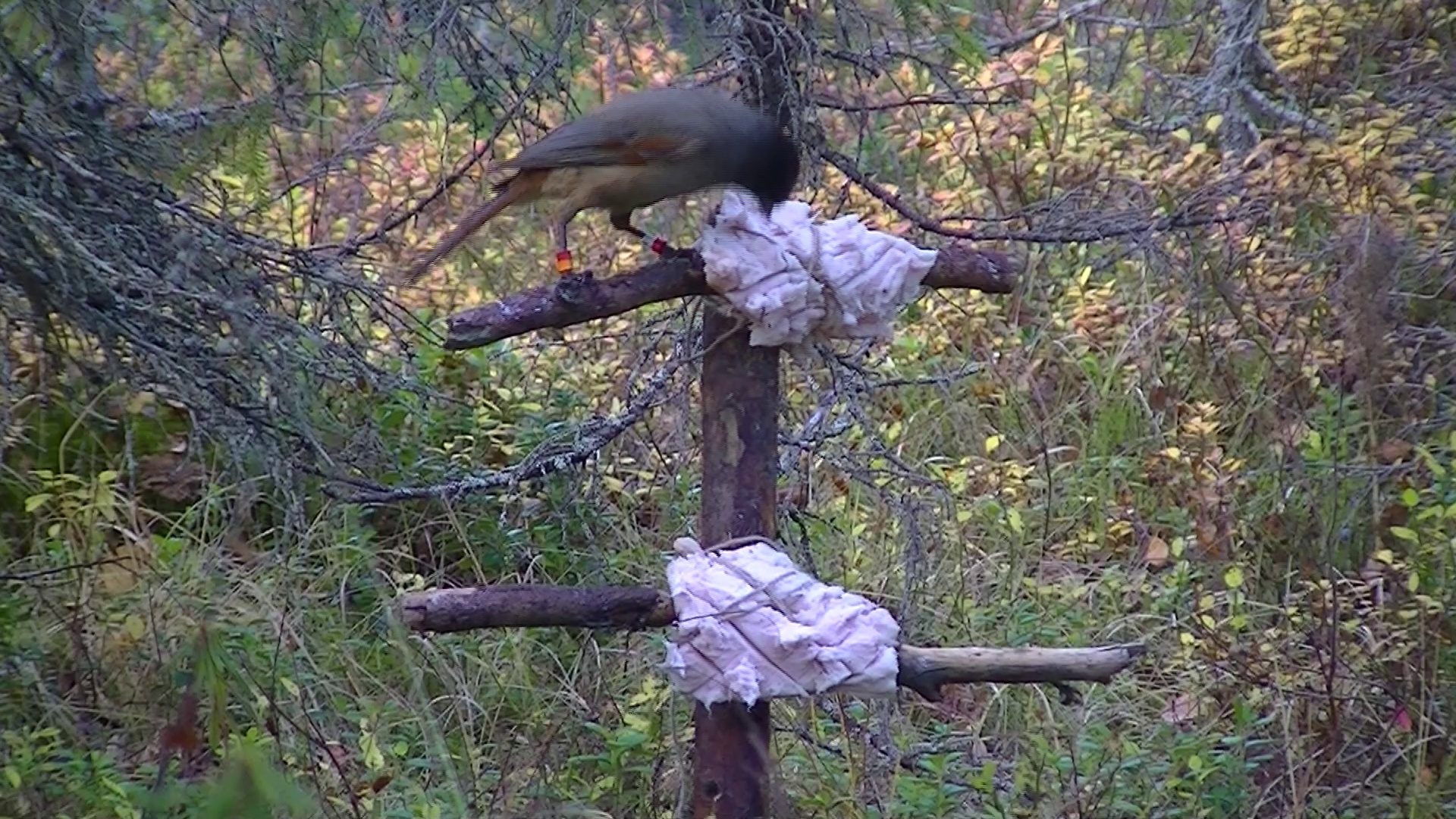 Bird Detection Object Detection Dataset And Pre Trained Model By Dh Yun