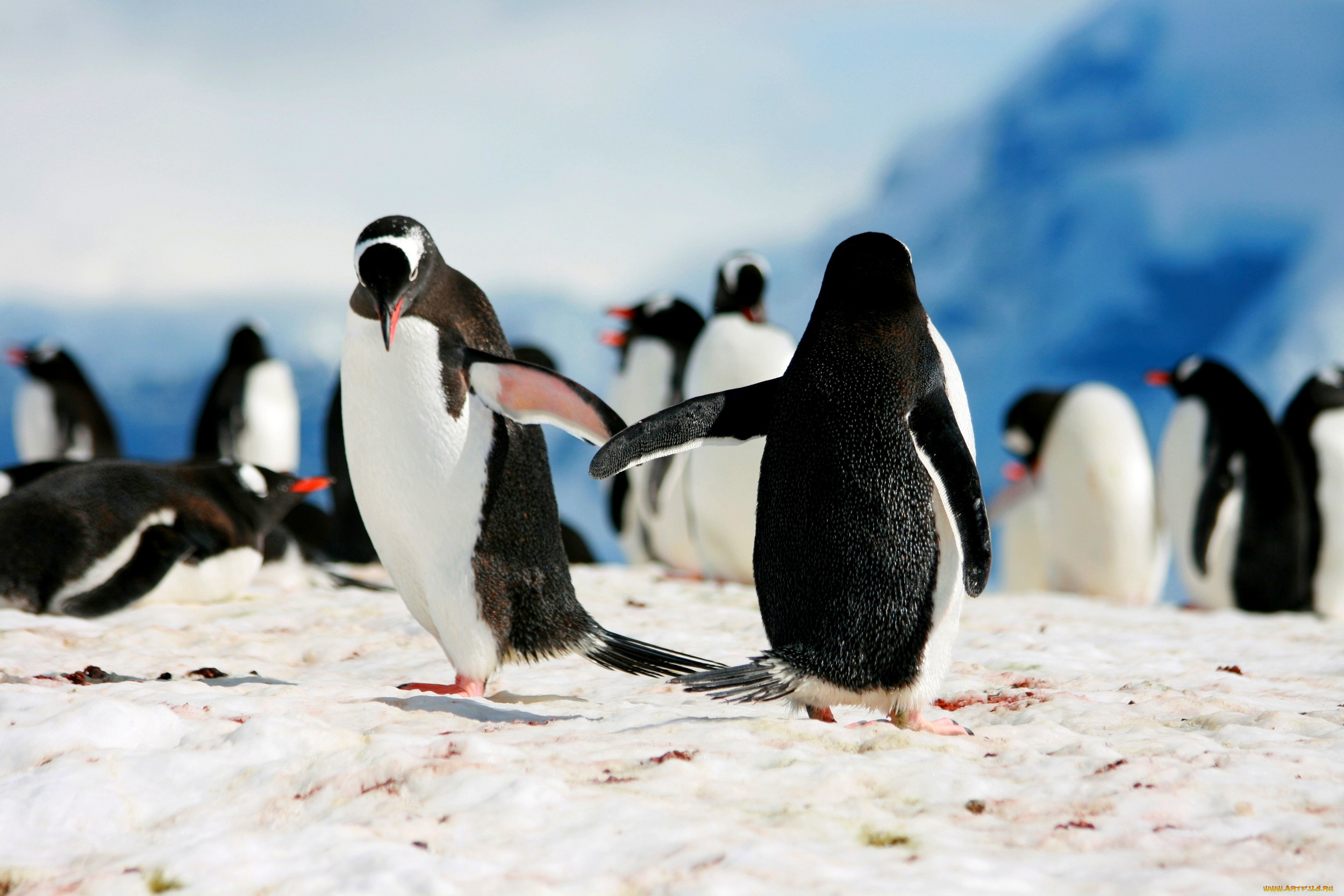 penguins_detection Object Detection Model by Jytta
