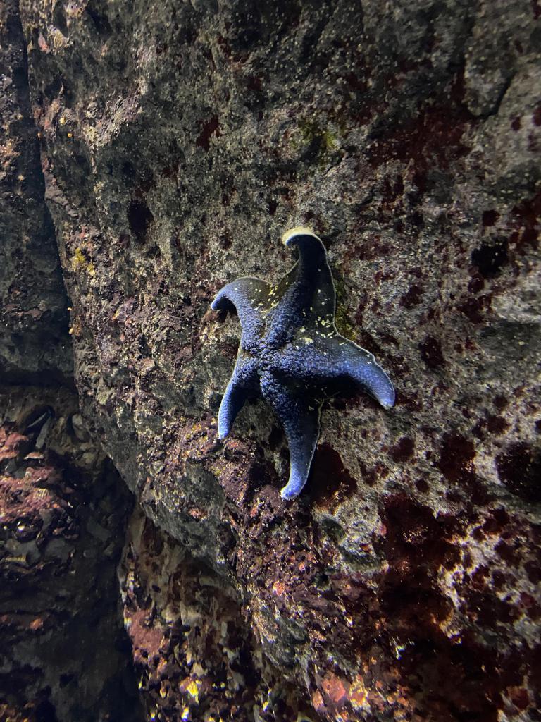 YOLO8 Multimodal Dataset by Aarjav Jain