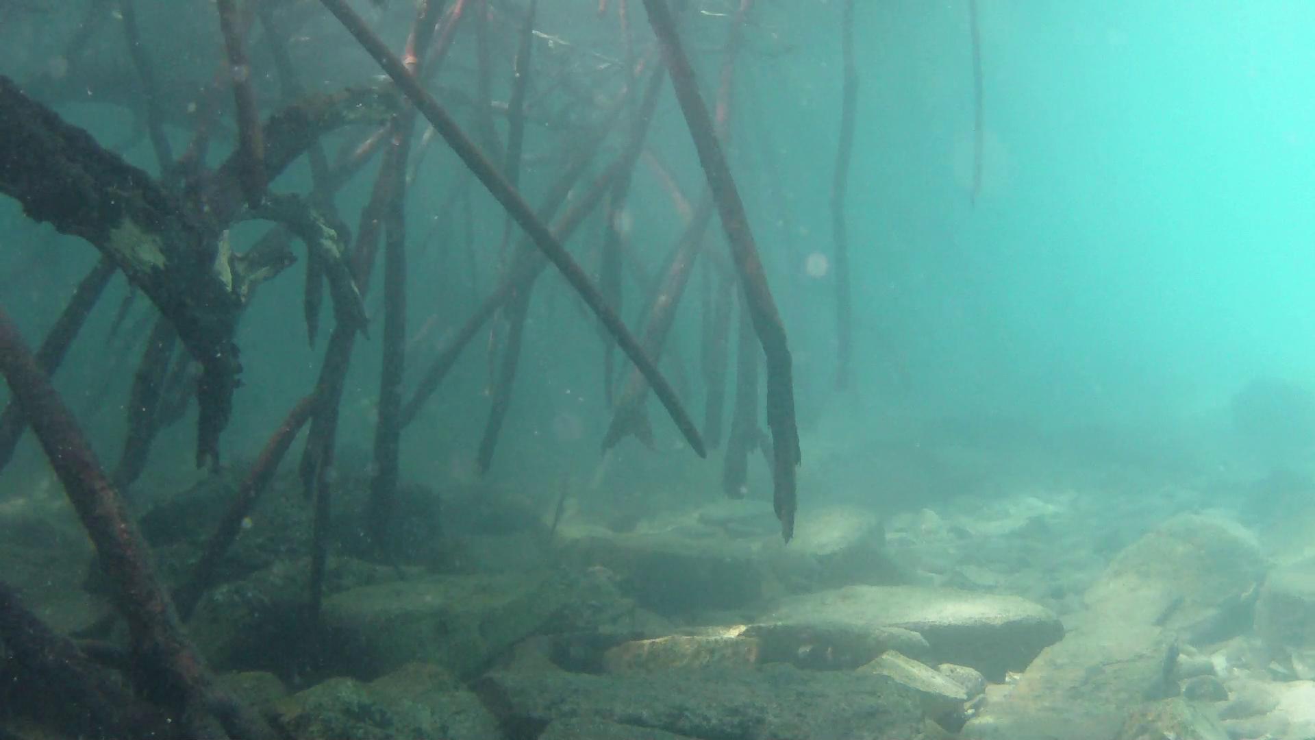 Fish Detection v2 Open Image Object Detection Dataset and Pre-Trained Model by YOLOv5Fish