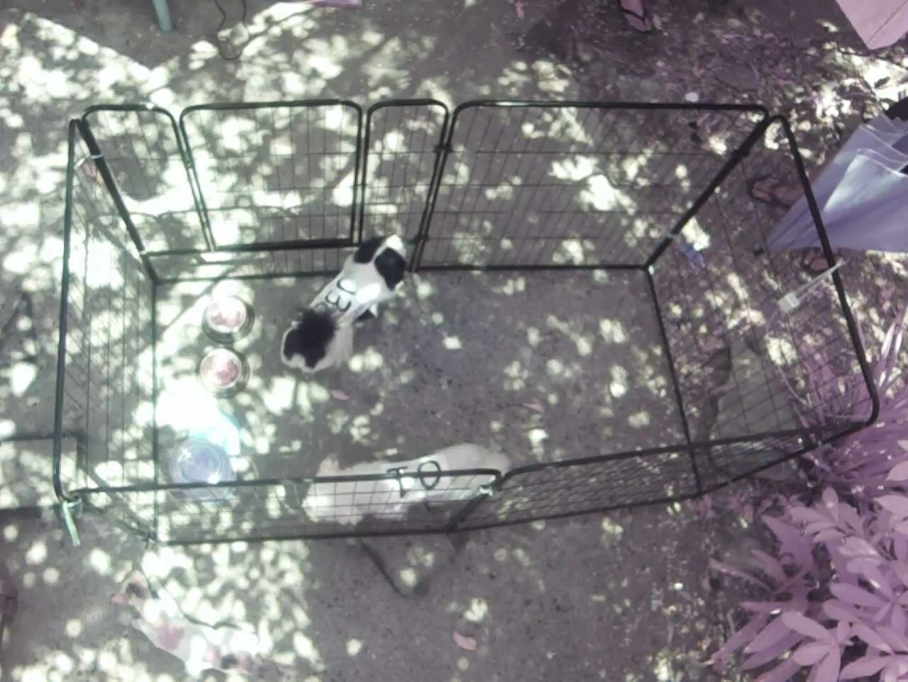 Dog Instance Segmentation Model by Arjhi Moscosa Workspace