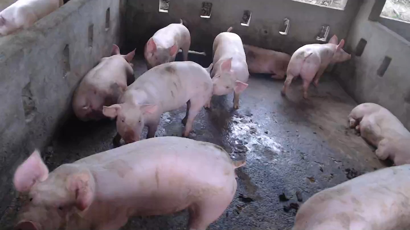 Pigs Dataset Object Detection Dataset and Pre-Trained Model by Arjhi Moscosa Workspace