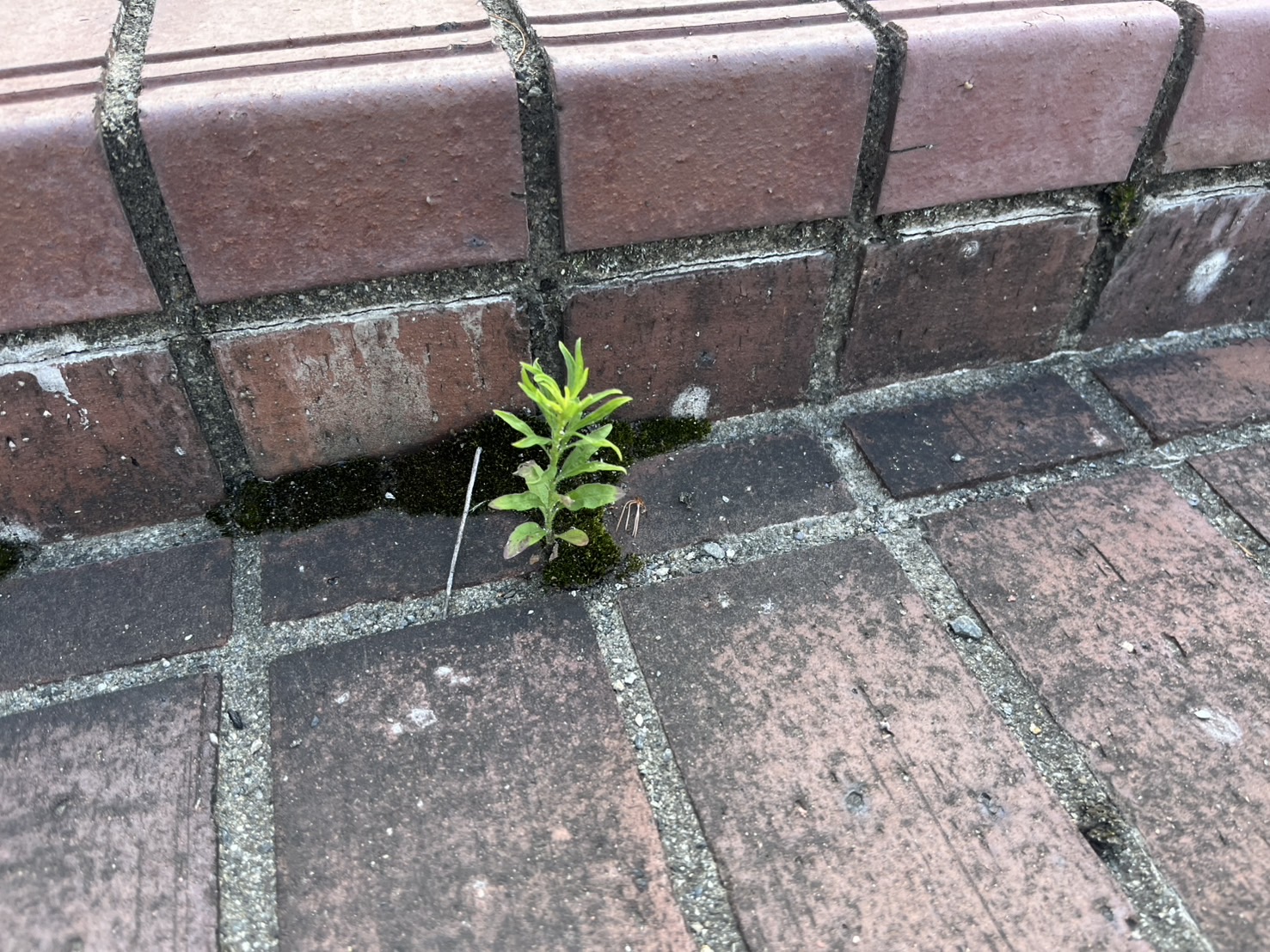 Yunon - Roboflow Universe