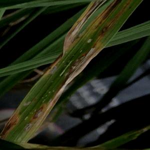 Rice disease detection - Roboflow Universe