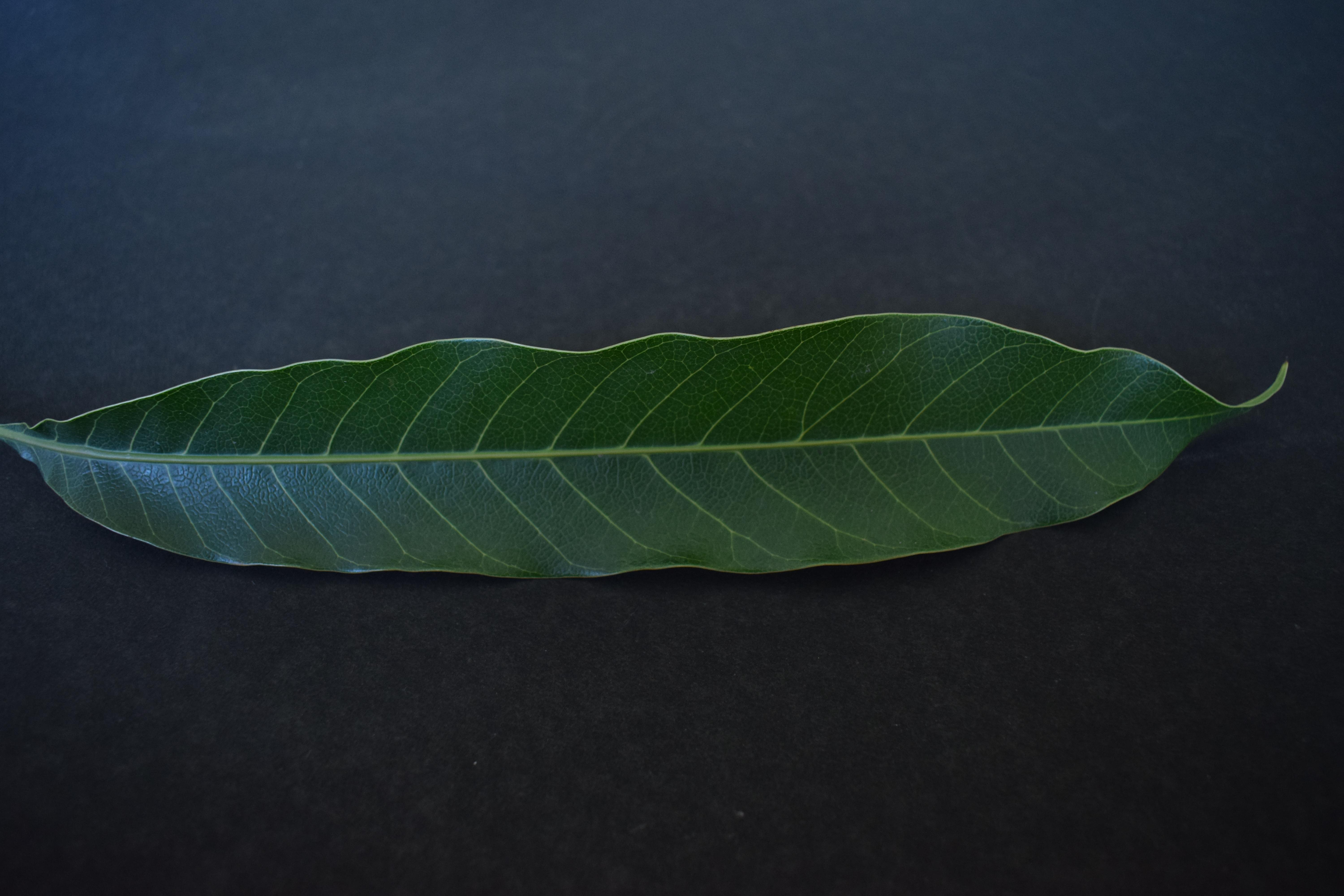 Leaf Segmentation Instance Segmentation Dataset And Pre Trained Model By Leaf