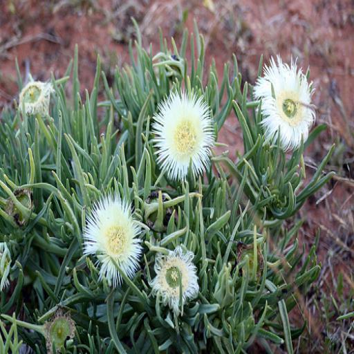 Flower Object Detection Dataset V2 2022 06 02 2 24pm By My Datasets