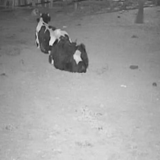 Cow Detection Object Detection Dataset And Pre Trained Model By Lambda