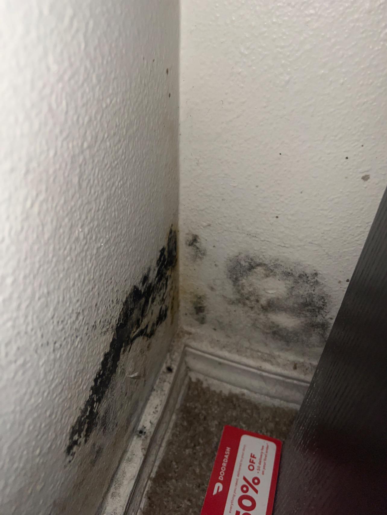 mold Classification Dataset by aravdash