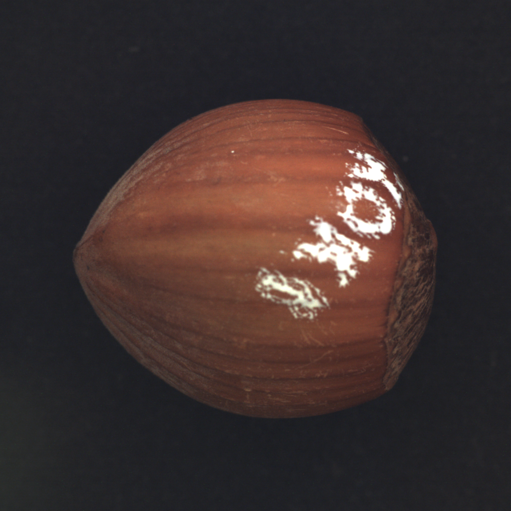 yolov8_hazelnut Classification Dataset and Pre-Trained Model by soeun1