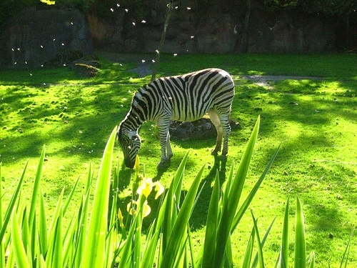 Zebra Object Detection Dataset by Takiny