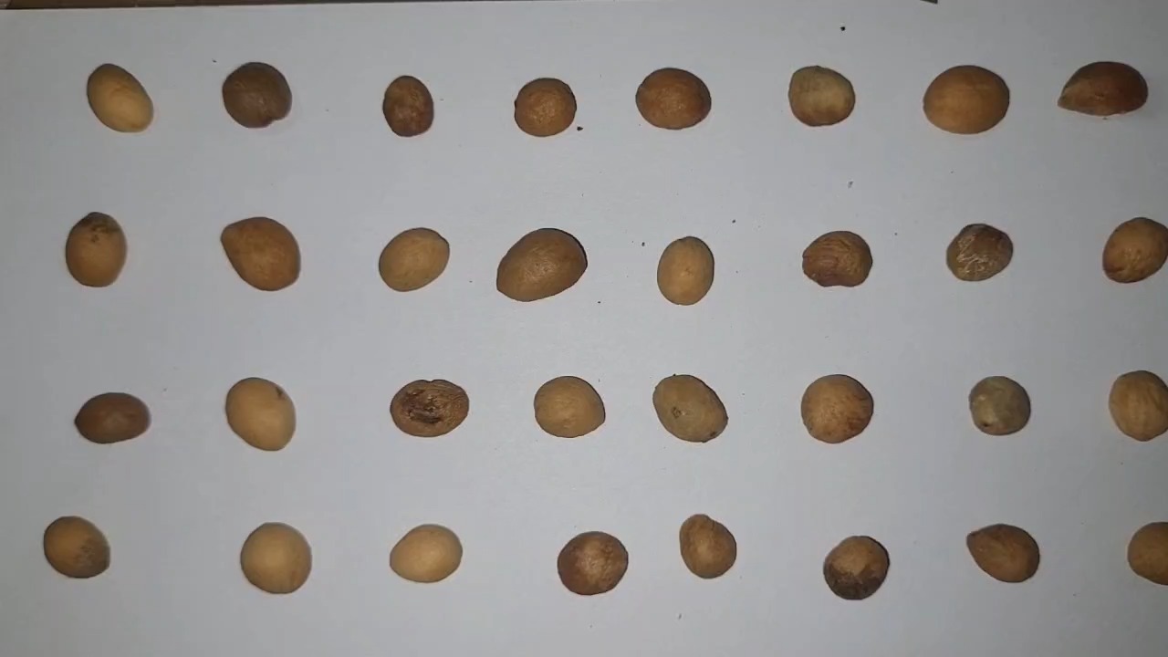 Coffee Defect Object Detection Dataset by Adrians