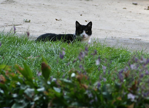 facial recognition of cats Object Detection Dataset by Woxsen University