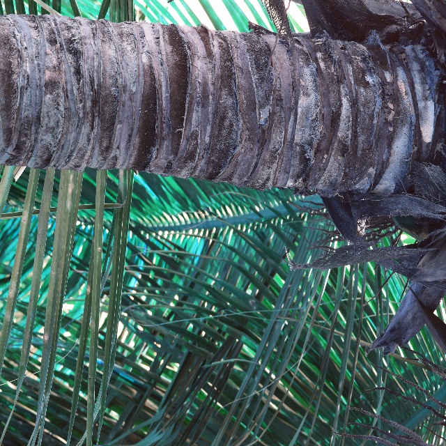 How To Use The Coconut Detection Front Side Vie Object Detection Api