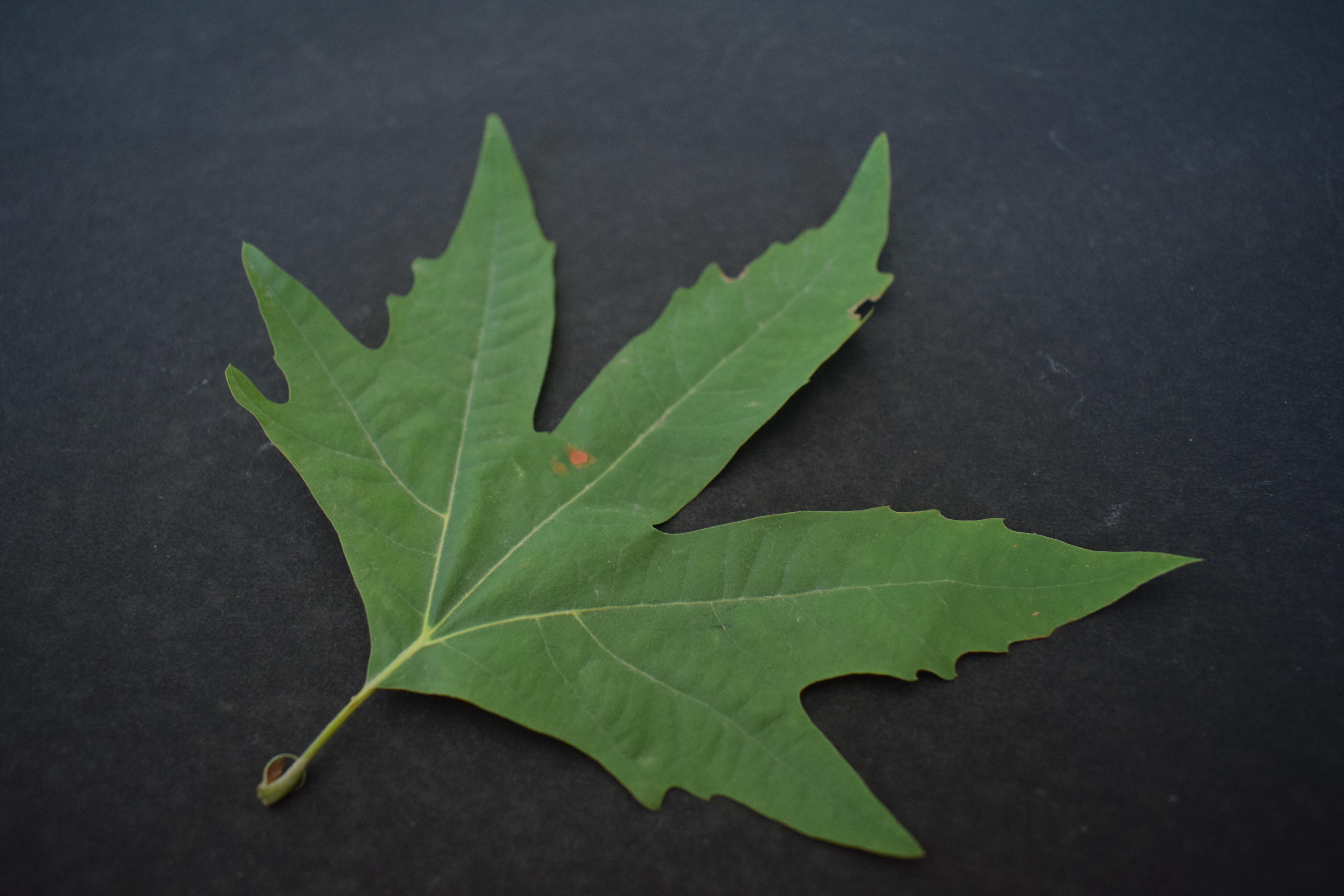 How to Use the chinnarr Instance Segmentation API