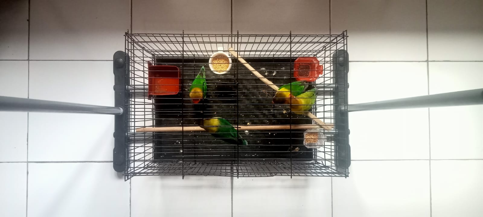 Bird Detection Object Detection Dataset And Pre Trained Model By Arc