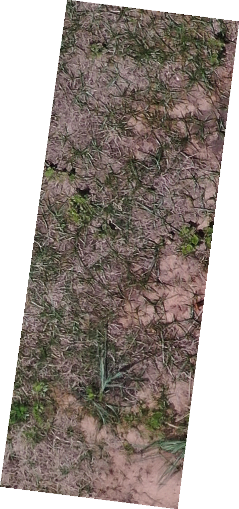 Weed count Object Detection Dataset and Pre-Trained Model by AGR8902