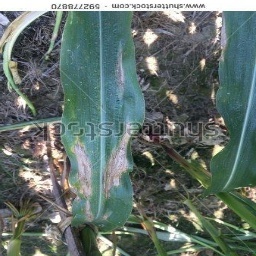 Leaf Instance Segmentation Dataset and Pre-Trained Model by plant leaf disease detection