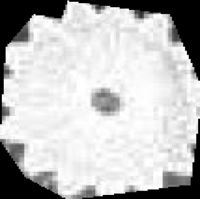 lace design recognition model Instance Segmentation Model by workspace