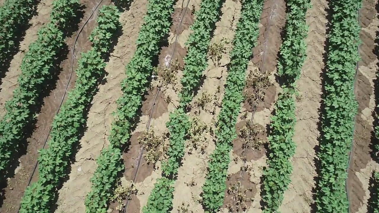 CoFly - weed augmentation Instance Segmentation Dataset by Mestrado