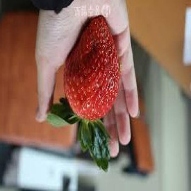 Strawberry Detection2 Object Detection Dataset By Xvxcf