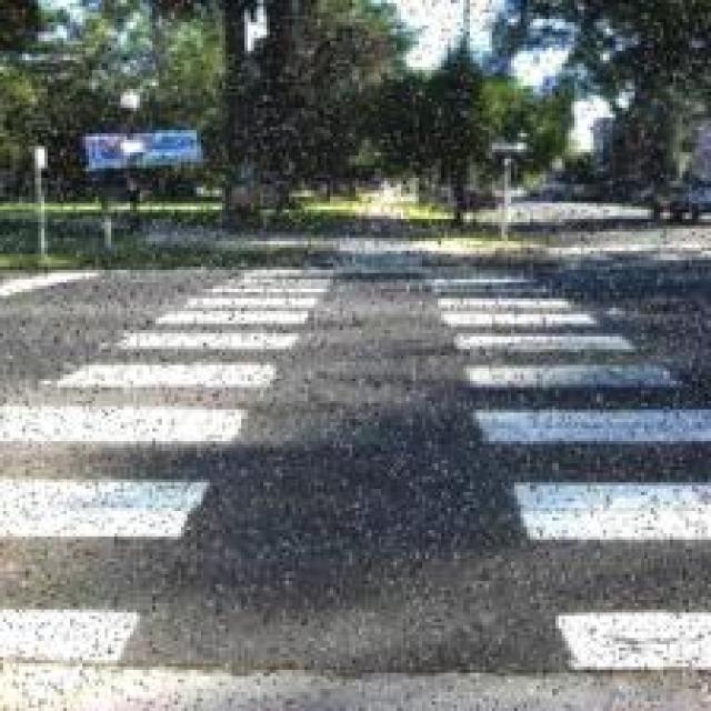 Crosswalk Detection Dataset Object Detection Dataset And Pre Trained Model By Galip