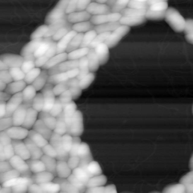 Afmbacteriasegmentation Instance Segmentation Dataset By Image Analysis