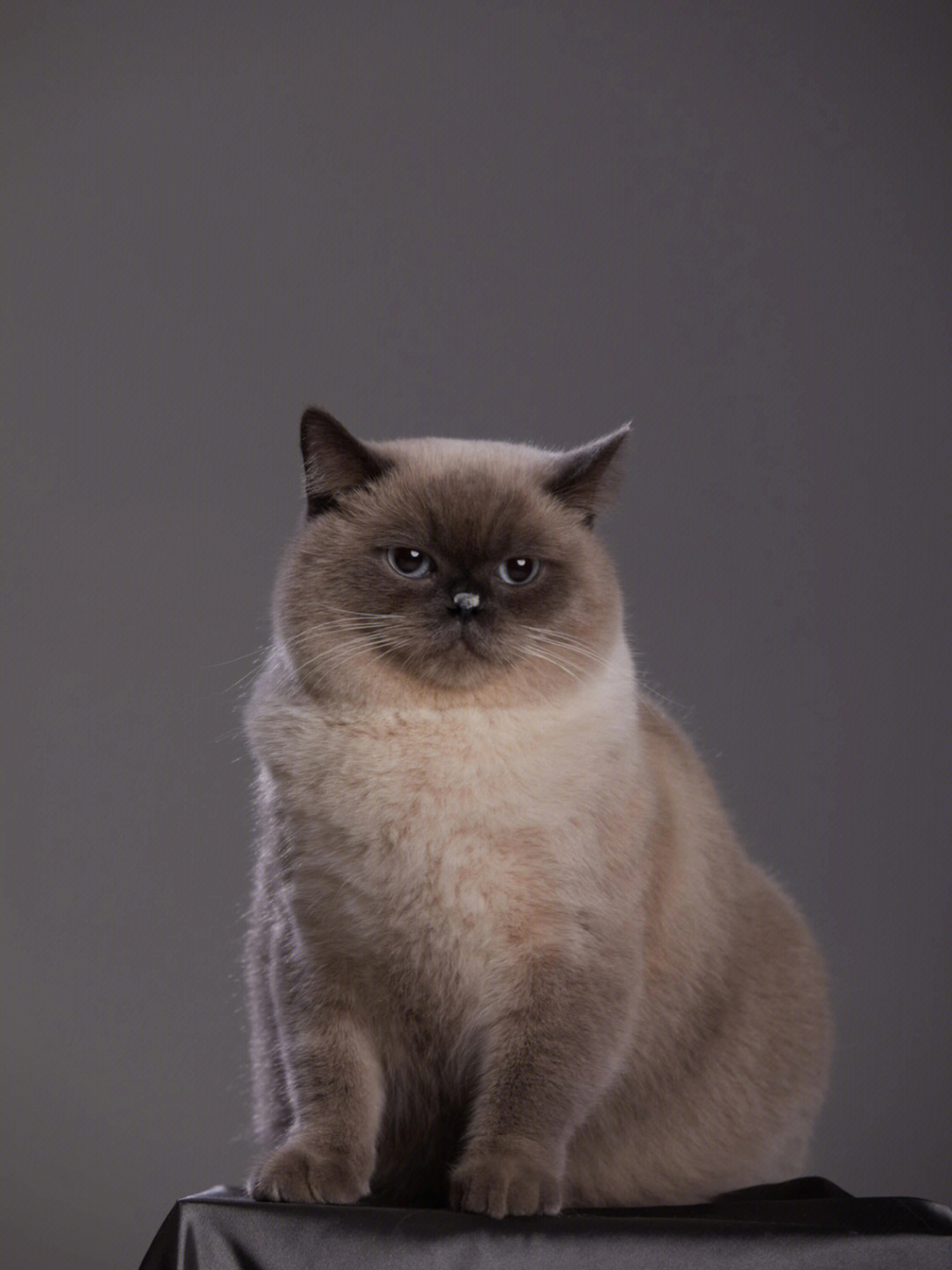 detect-CAT Object Detection Dataset by bankwp2543