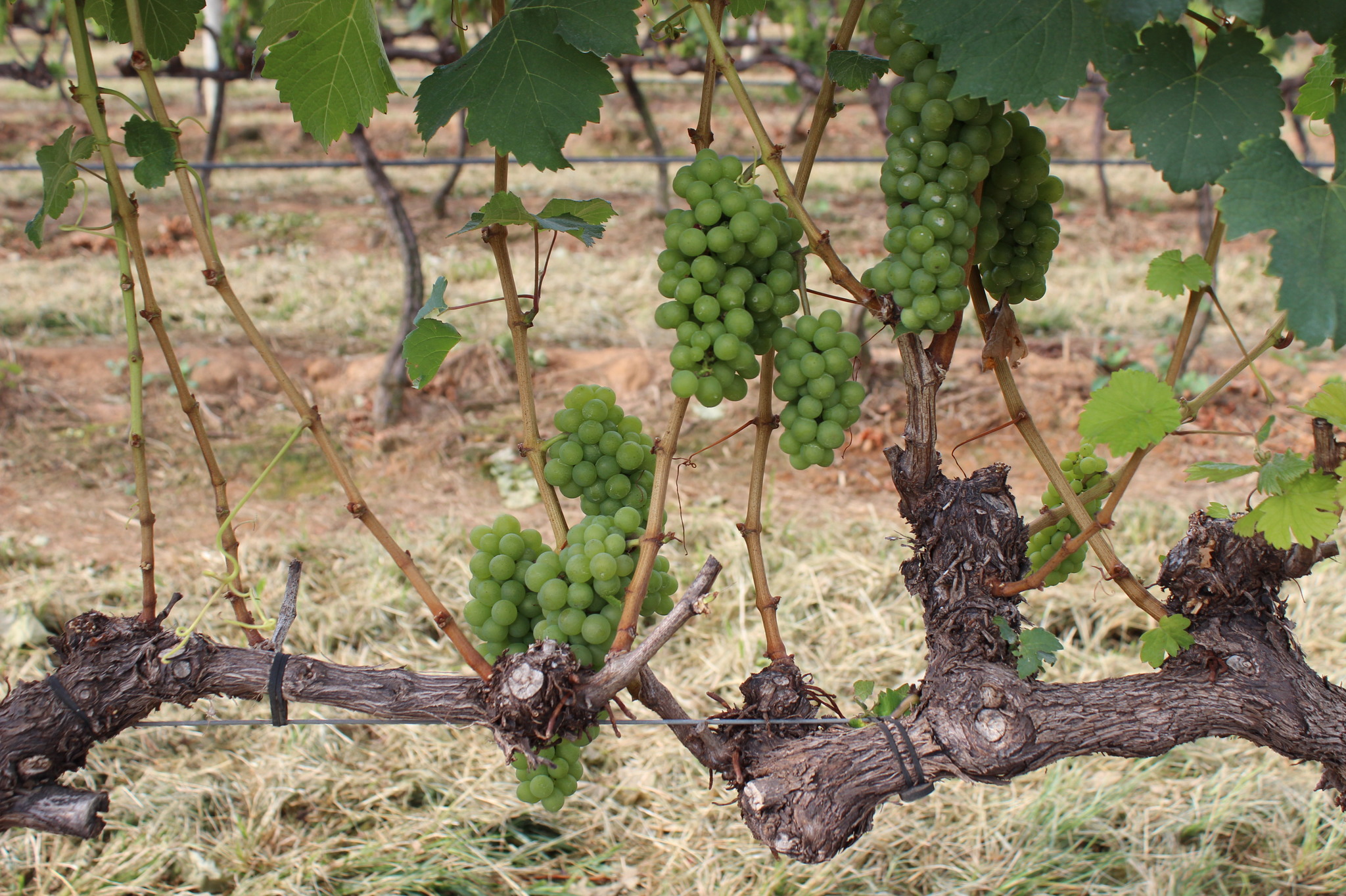 wgisd_baseline Object Detection Dataset and Pre-Trained Model by Progetto LAB AI Syntetic Data ...