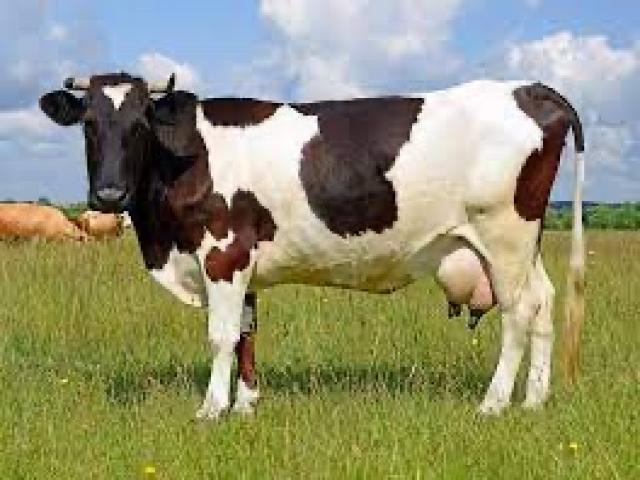 cow Object Detection Dataset by cow