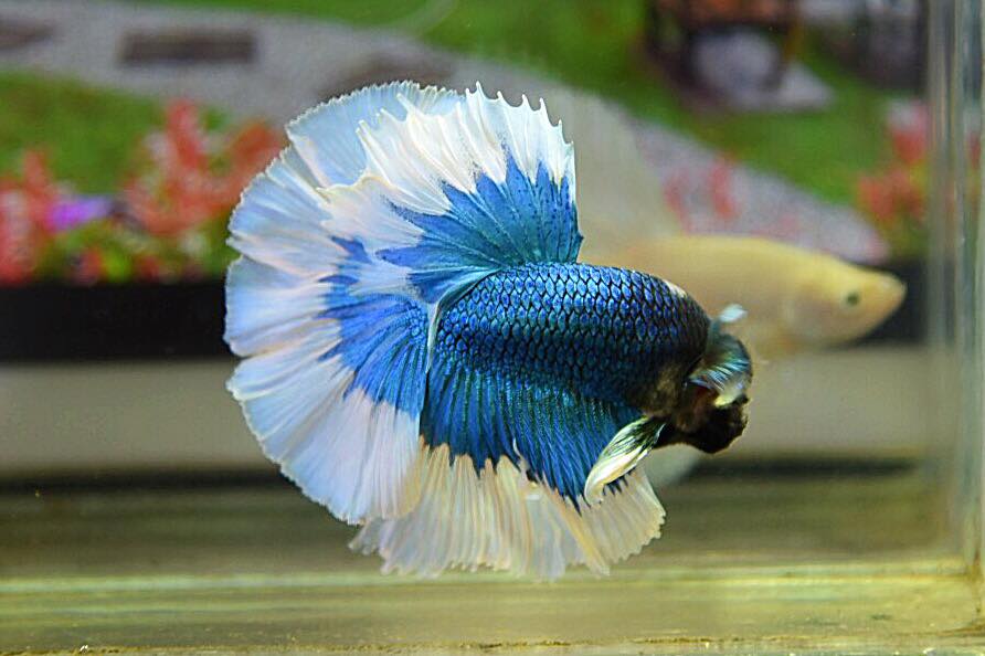 Butterfly-betta Object Detection Dataset by Sukanya Thongbai