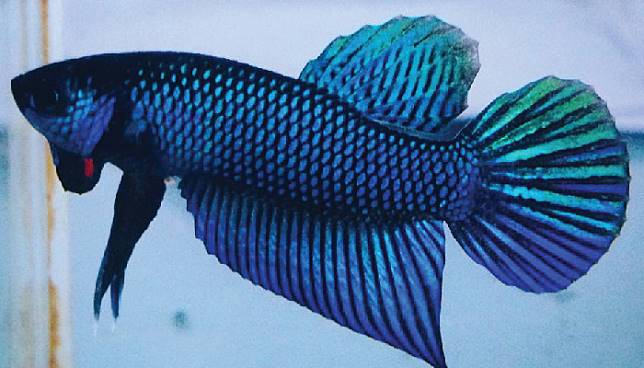 Pot-betta Object Detection Dataset by Sukanya Thongbai