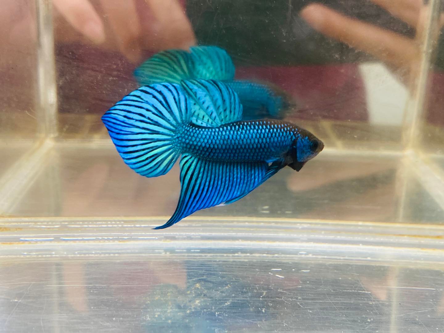 Siamese-betta Object Detection Dataset by Sukanya Thongbai