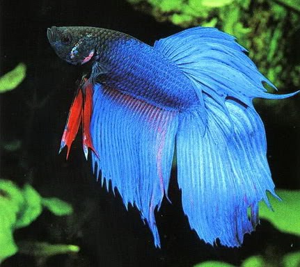 Chinese-betta Object Detection Dataset by Sukanya Thongbai