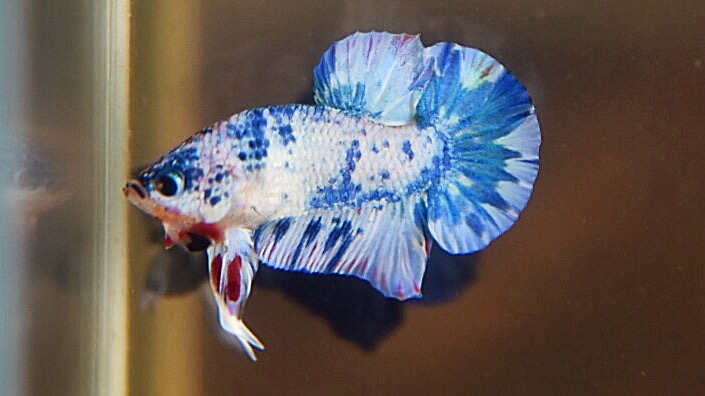 Marble-betta Object Detection Dataset by Sukanya Thongbai