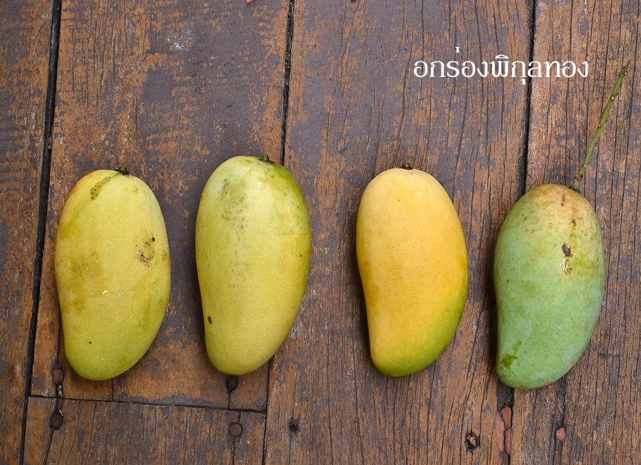 Mango Object Detection Dataset And Pre Trained Model By Monster 9491